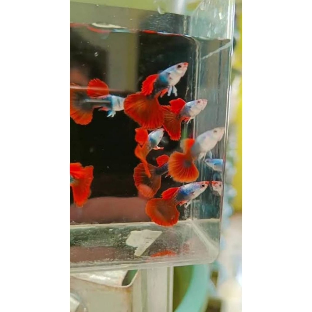 Jual TERLARIS, Guppy HB rose/red , ikan hias air tawar aquarium ...