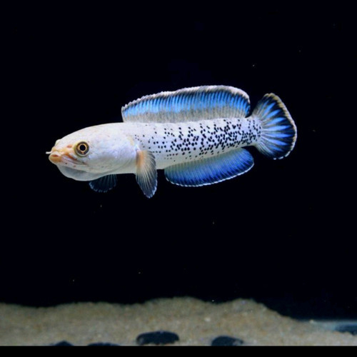 Jual Ikan Hias Chana Channa stewartii – Golden Snakehead | Shopee Indonesia