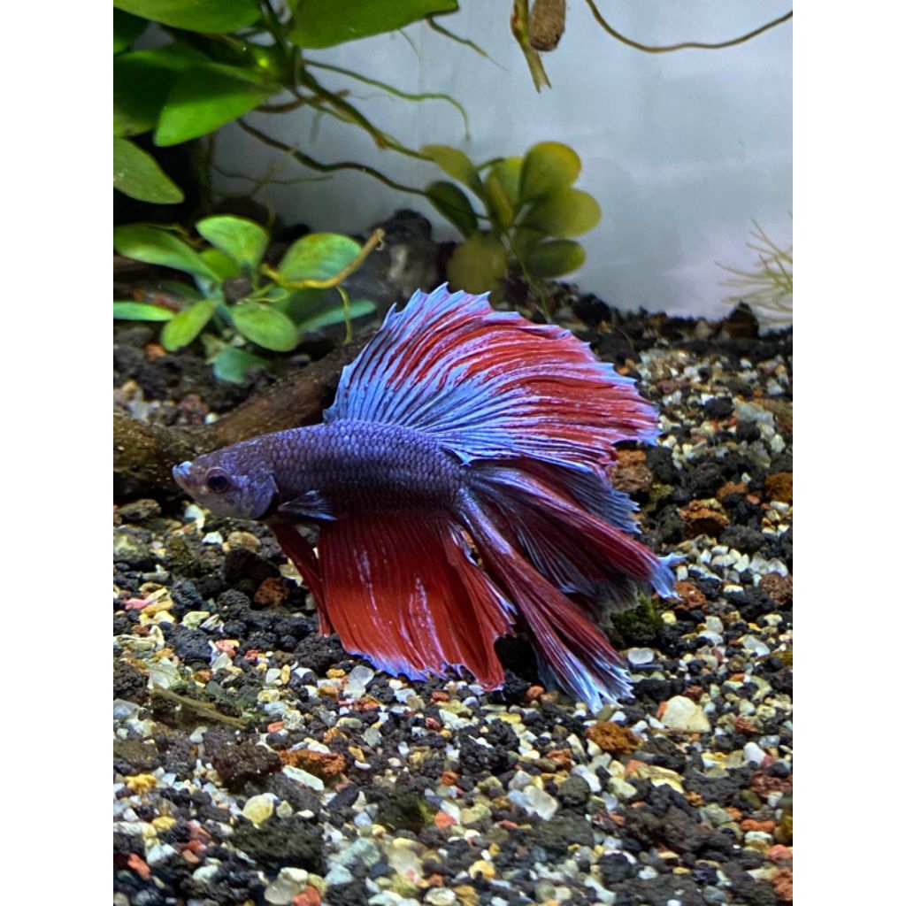 Jual STIKER IKAN CUPANG CANTIK SESUAI HARGA | Shopee Indonesia