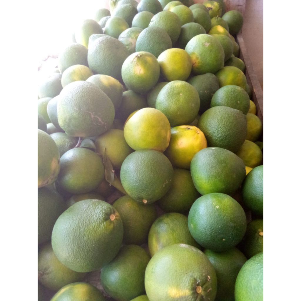 Jual Jeruk Baby Fress 1 kg / Jeruk Baby Java / Jeruk Iris Baby Lokal ...