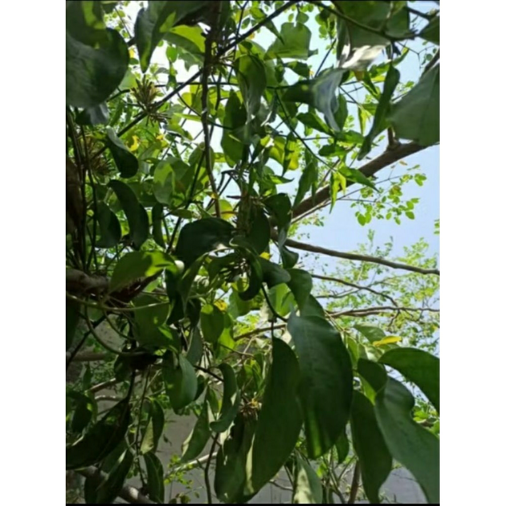 Jual benalu kelor segar petik langsung | Shopee Indonesia