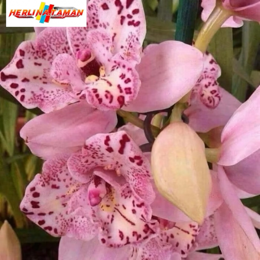 Jual PROMO!! MURAH!! Seedling Anggrek Dendrobium Bunga Pink Princess ...