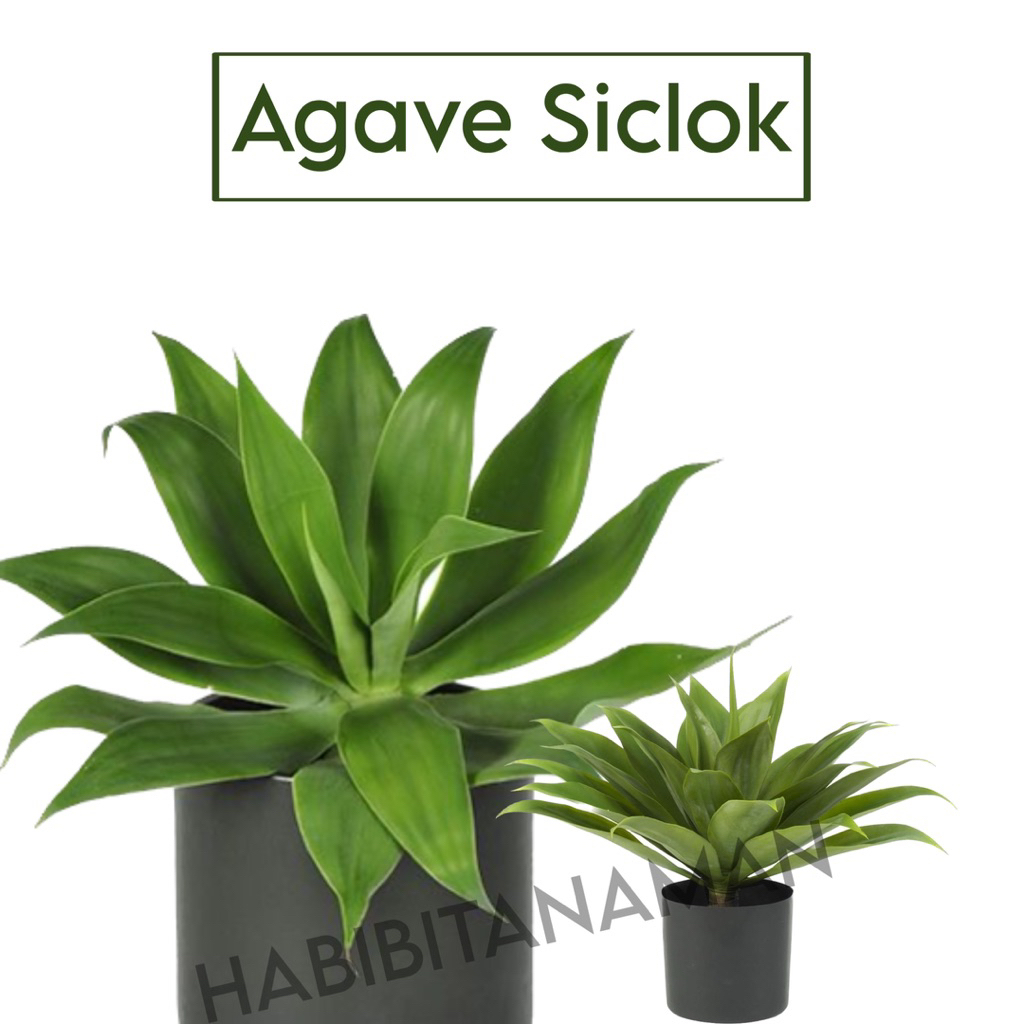 Jual Tanaman hias indor agave siklok - agave siclok | Shopee Indonesia