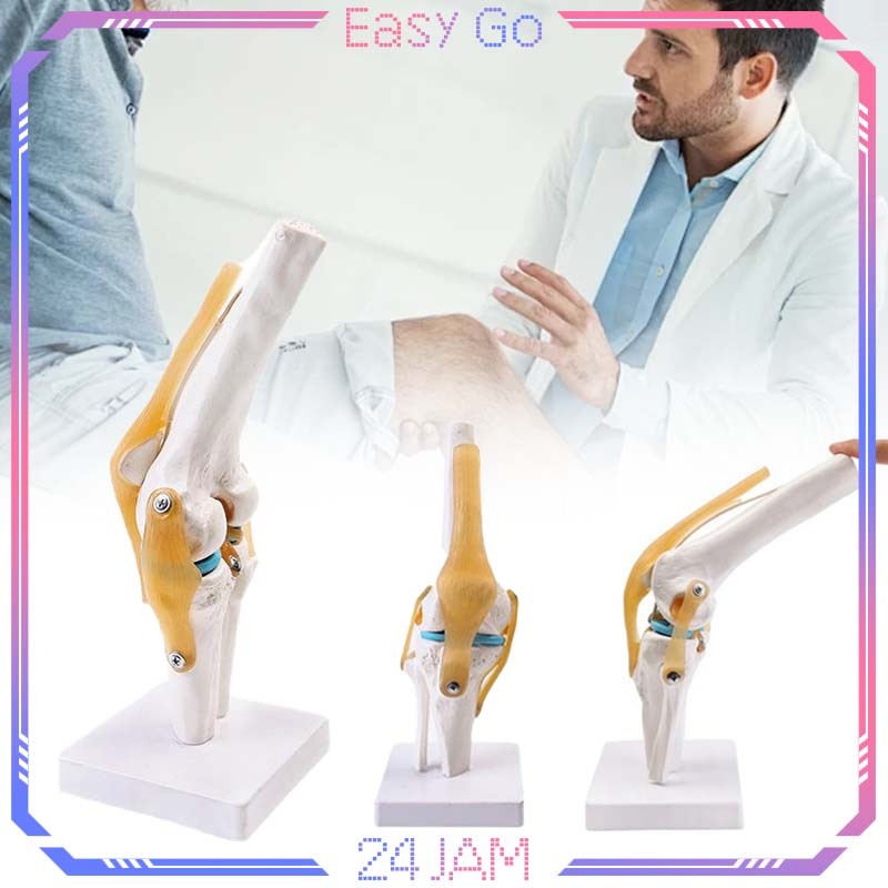 Jual Human Knee Joint Model Torso Sendi Lutut Manusia Model Flexible ...