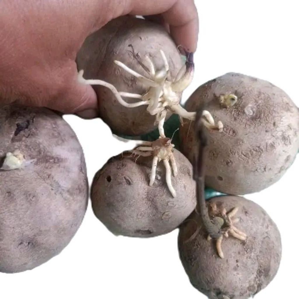 Jual Bibit Kentang Gantung atau Kentang Udara siap tanam sudah bertunas ...