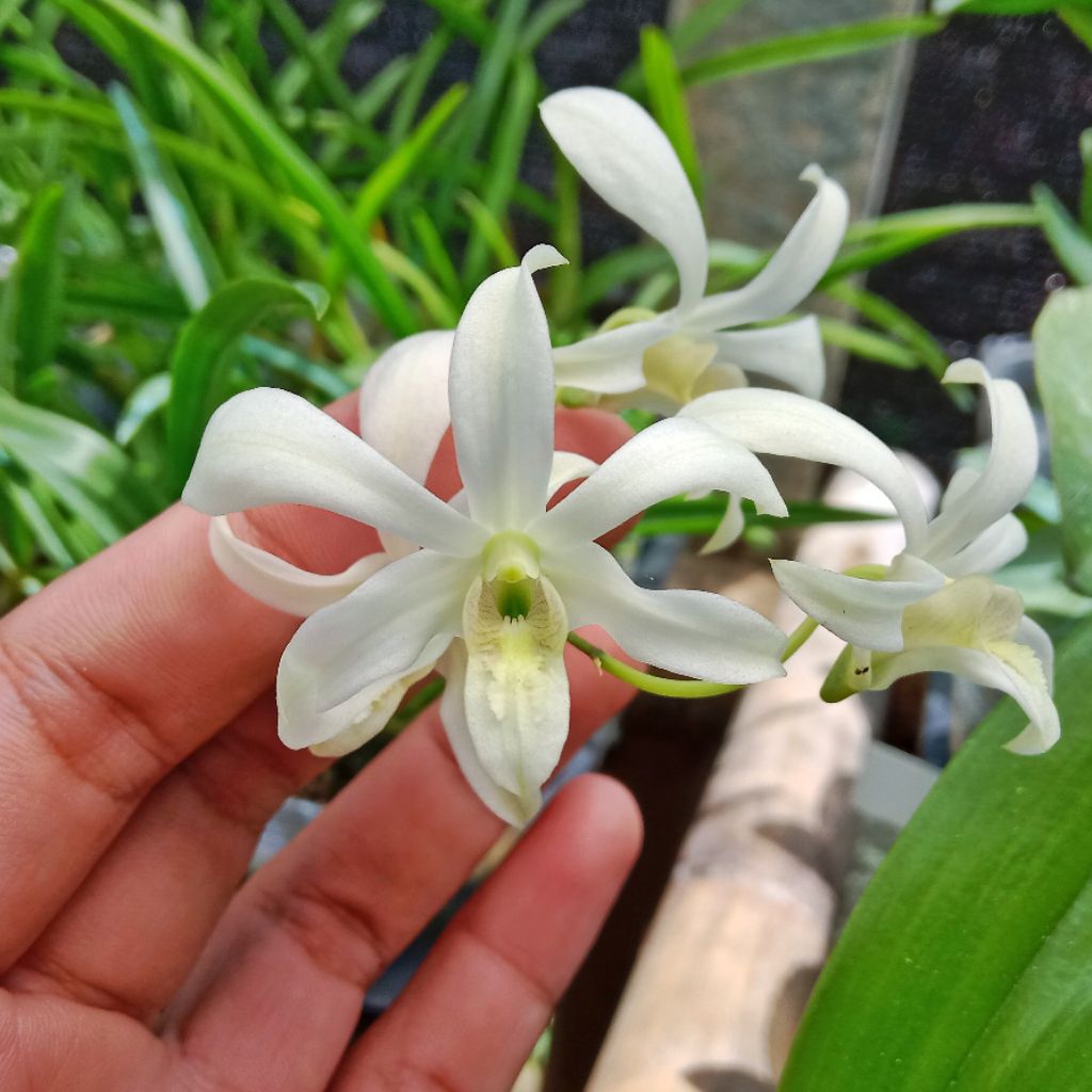 Jual anggrek dendrobium mini jenis koleksi | Shopee Indonesia