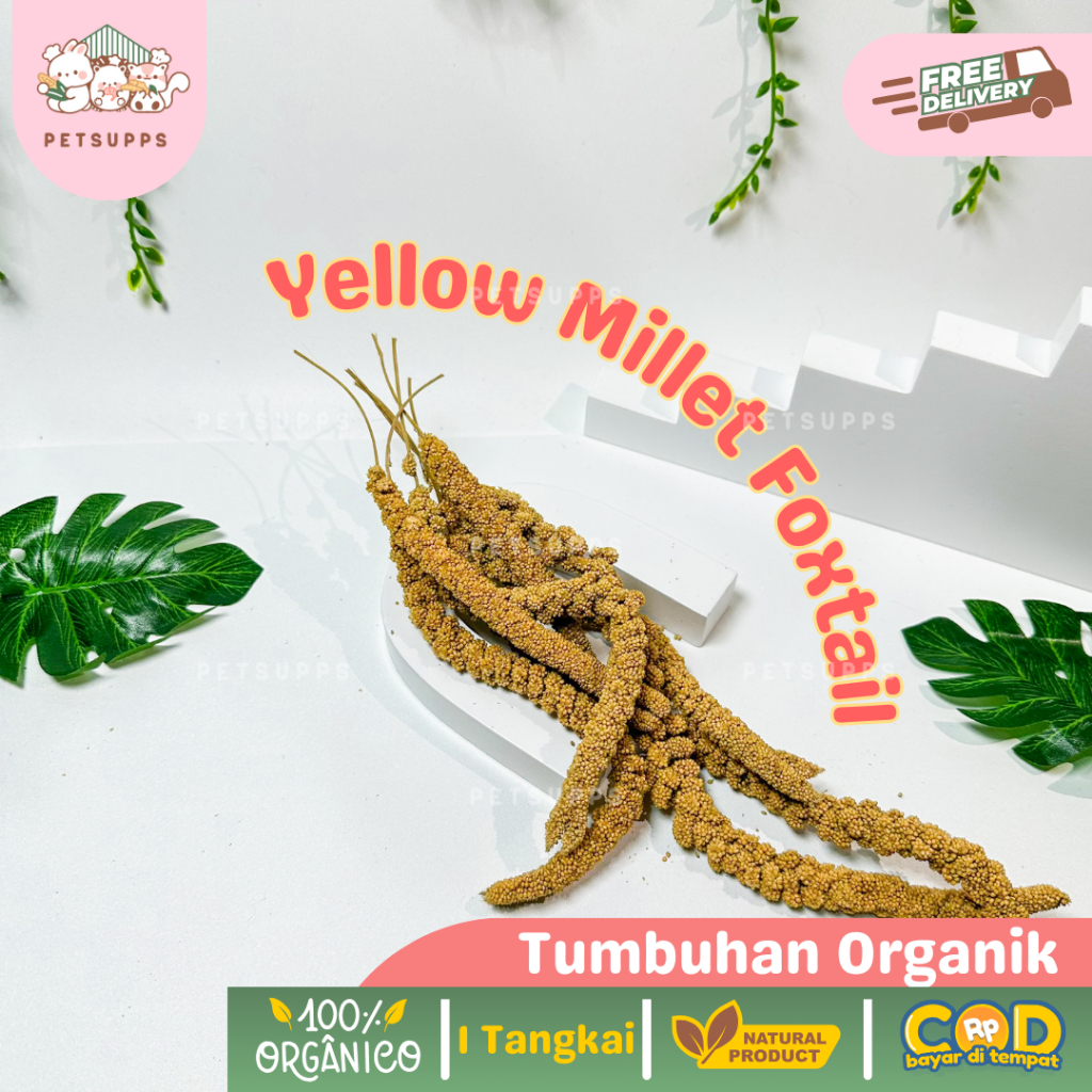 Jual Petsupps Yellow Millet Spray - Snack Organik Hewan Peliharaan ...