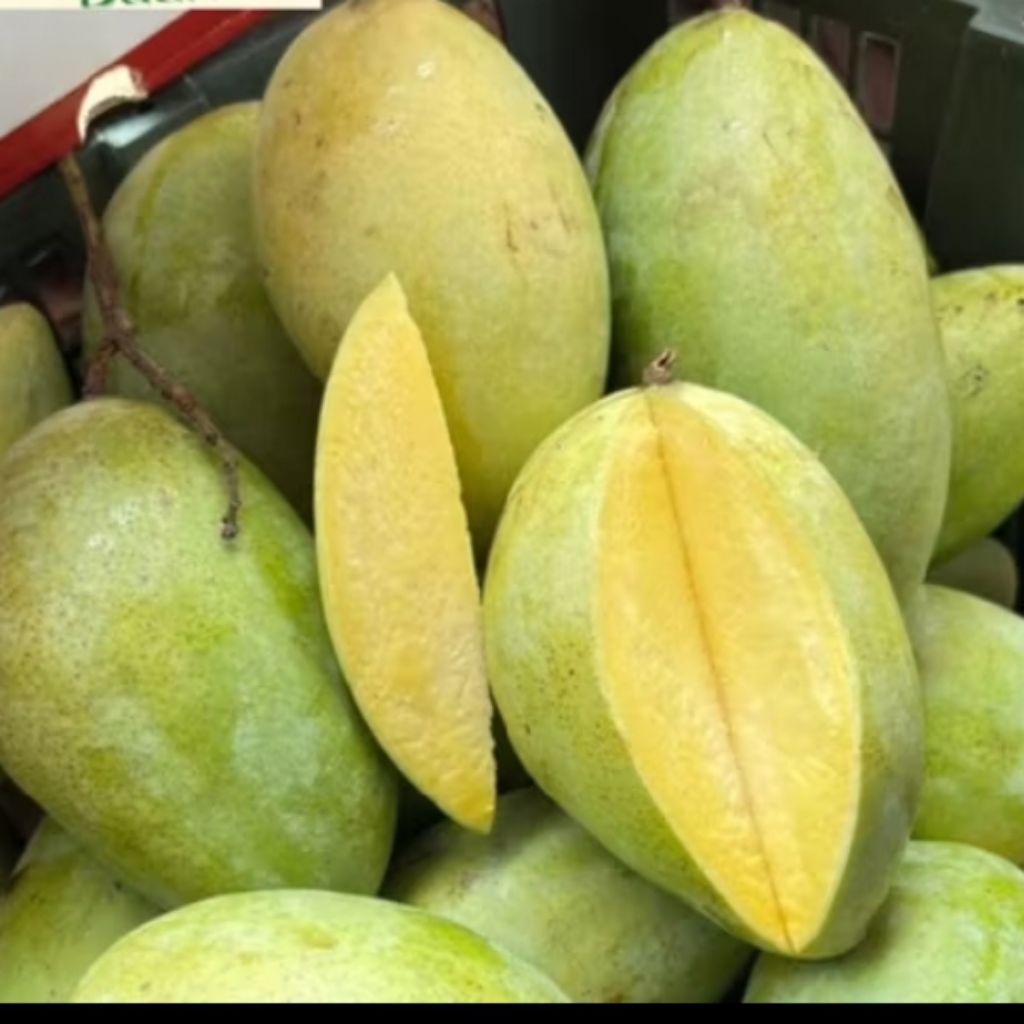Jual MANGGA CHIANG MAI THAILAND ( MATANG MANIS) 1 KG | Shopee Indonesia