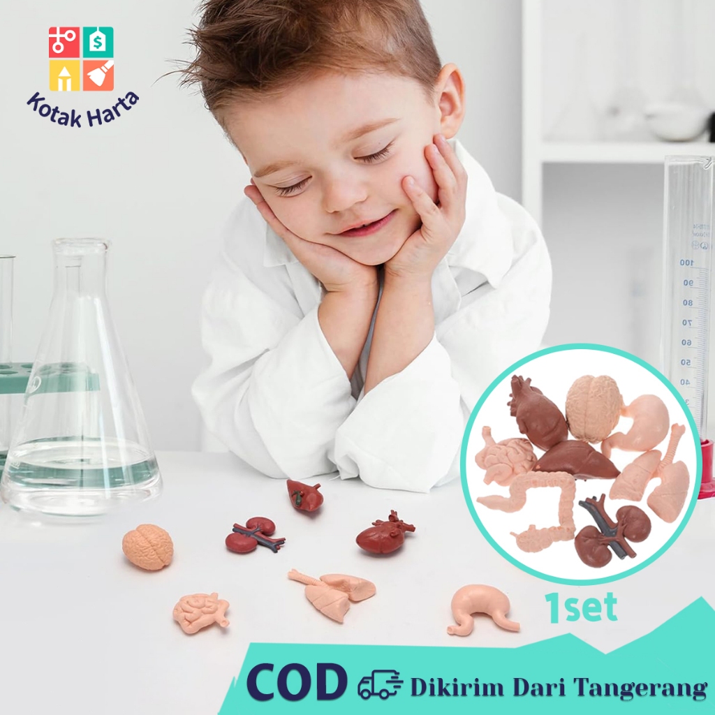 Jual Organ Tubuh Manusia 8pcs Human Organs Figurine Mainan Edukasi ...