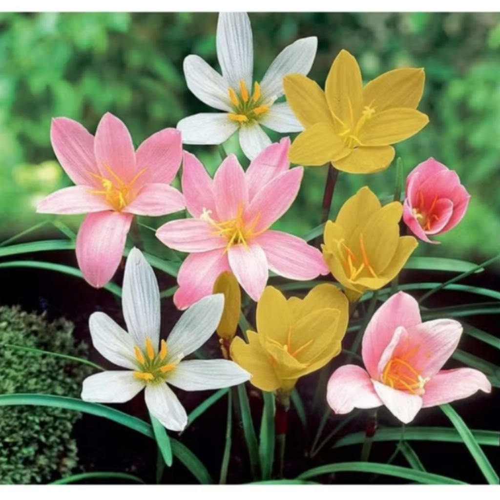 Jual POHON BUNGA RAIN LILY 3 WARNA / TANAMAN HIAS RAIN LILY 3 WARNA ...