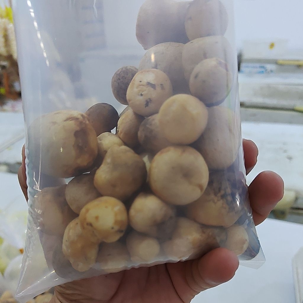 Jual jamur merang pack 230gr | Shopee Indonesia