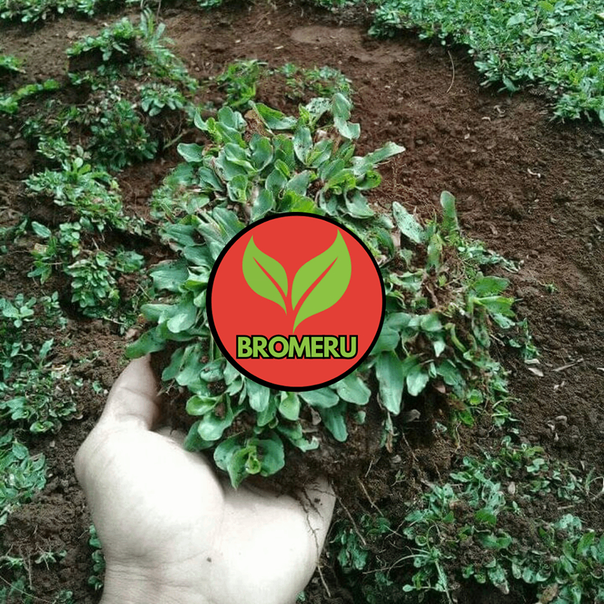 Jual Rumput Gajah Mini 1x1 meter /rumput sintetis meteran / tanaman ...