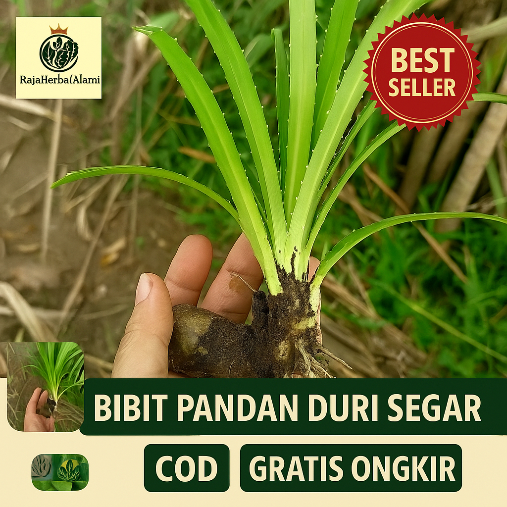 Jual Pohon Pandan Duri / Pandan Laut Segar Bibit Pandan Laut Bahan Samak / Tikar | Shopee Indonesia