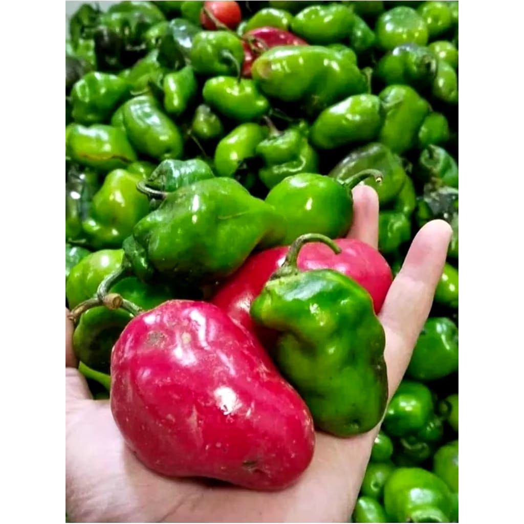 Jual CABE GENDOT SEGAR VIRAL | Shopee Indonesia