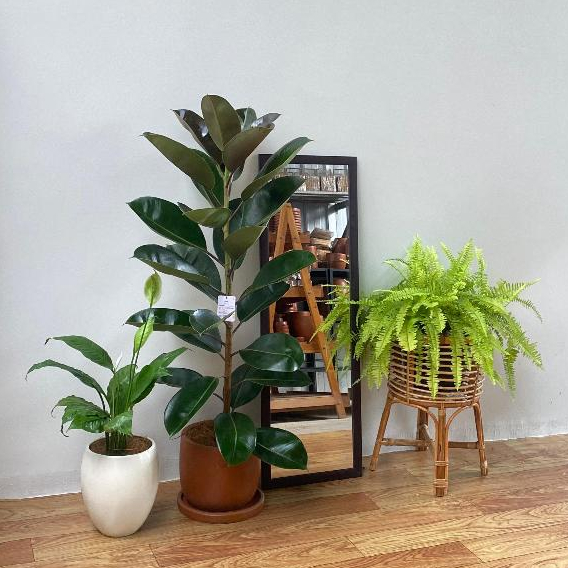Jual Nanem Taneman - Ficus Elastica / Rubber Fig Tree / Karet Kebo ...