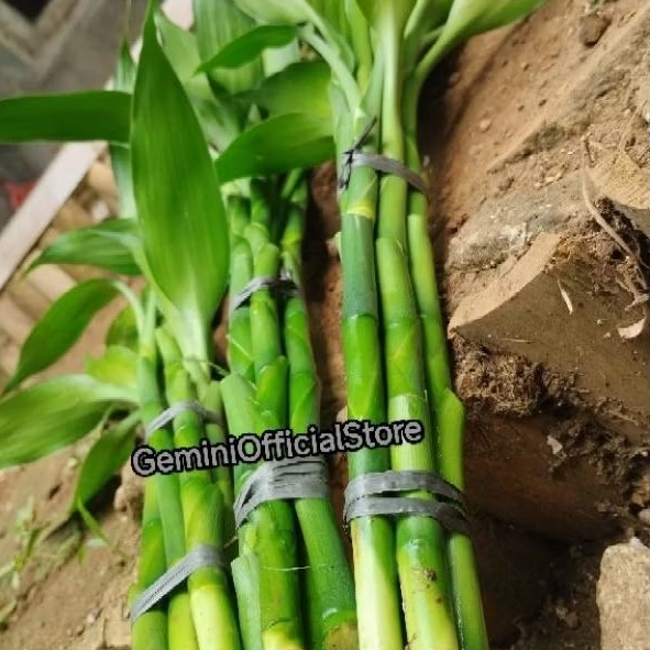 Jual Stek Bambu Hoki Sri Rejeki paketan 1 Ikat isi 5 | Shopee Indonesia