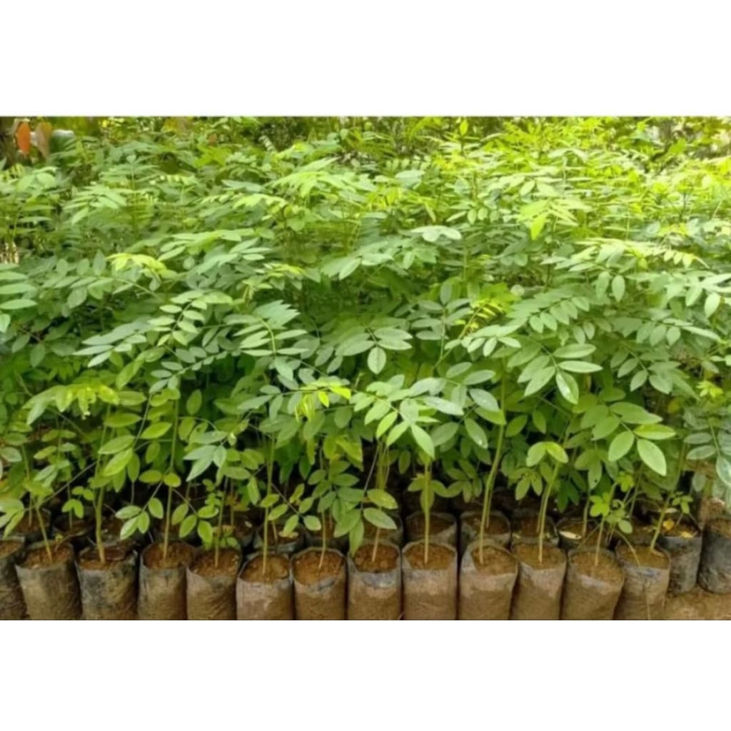Jual bibit indigofera beli 10 bonus 1 | Shopee Indonesia