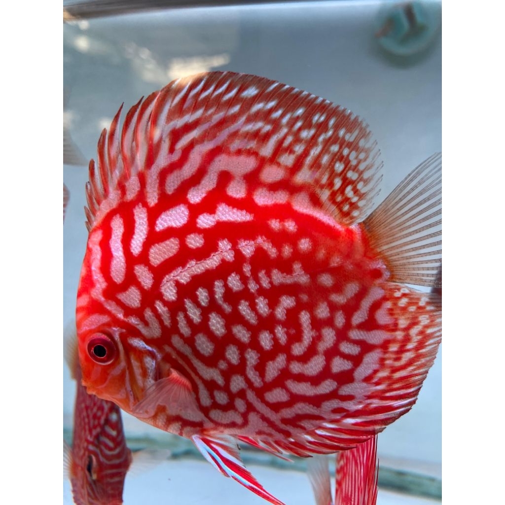 Jual Richie IKAN HIAS DISCUS Red pigeon Map Hias Aquarium 3 inch ...