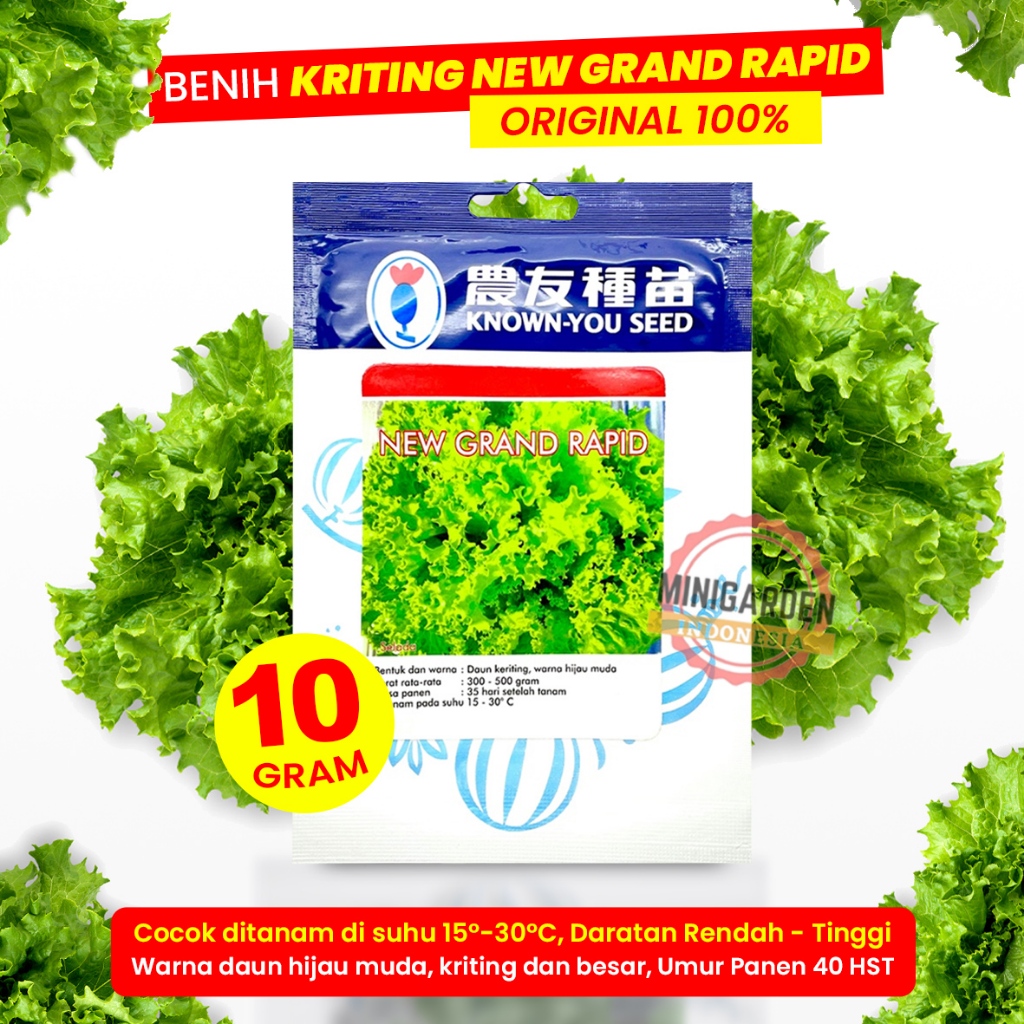 Jual SELADA KERITING HIJAU NEW GRAND RAPID 10 GRAM PACK BESAR biji benih selada unggul known you ...