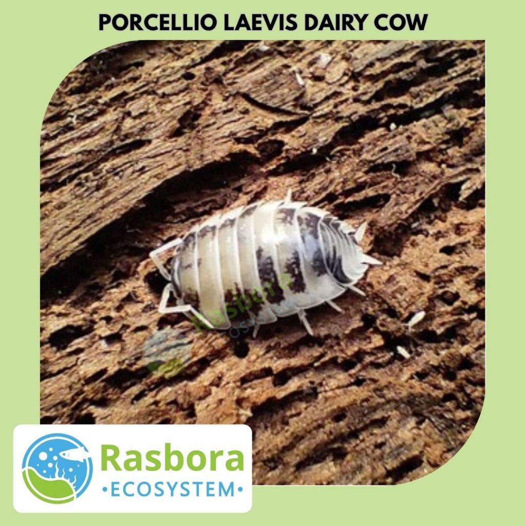 Jual isopod Porcellio Laevis Dairy Cow pembersih terrarium vivarium | Shopee Indonesia