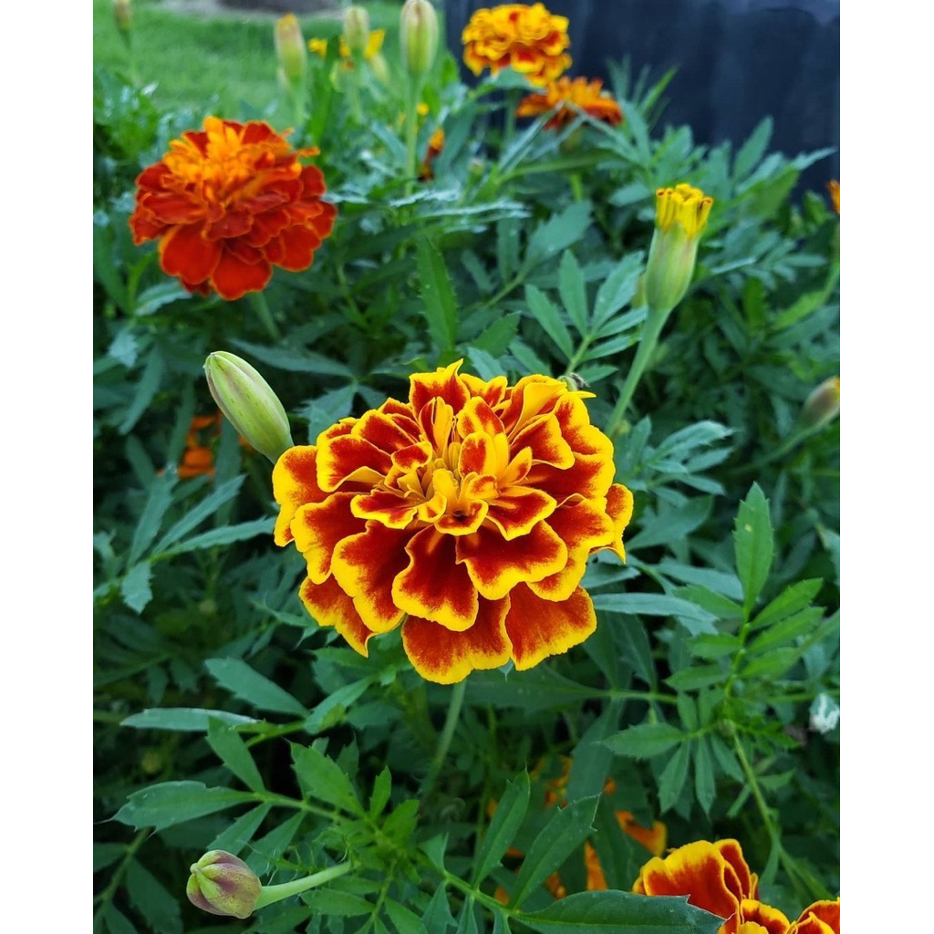 Jual tanaman hias bunga marie gold - bunga meri gold - marigold ...