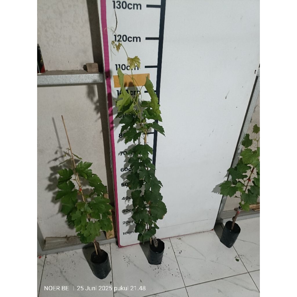 Jual Bibit anggur gosi batang coklat | Shopee Indonesia