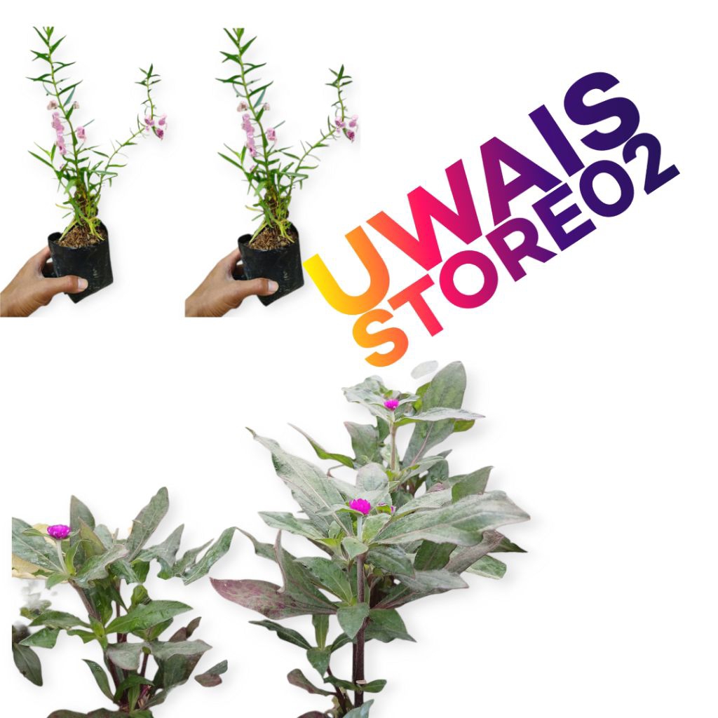Jual Paket 2Jenis Tanaman Hias Bunga Lapender+Bunnga Kenop Warna Ungu ...