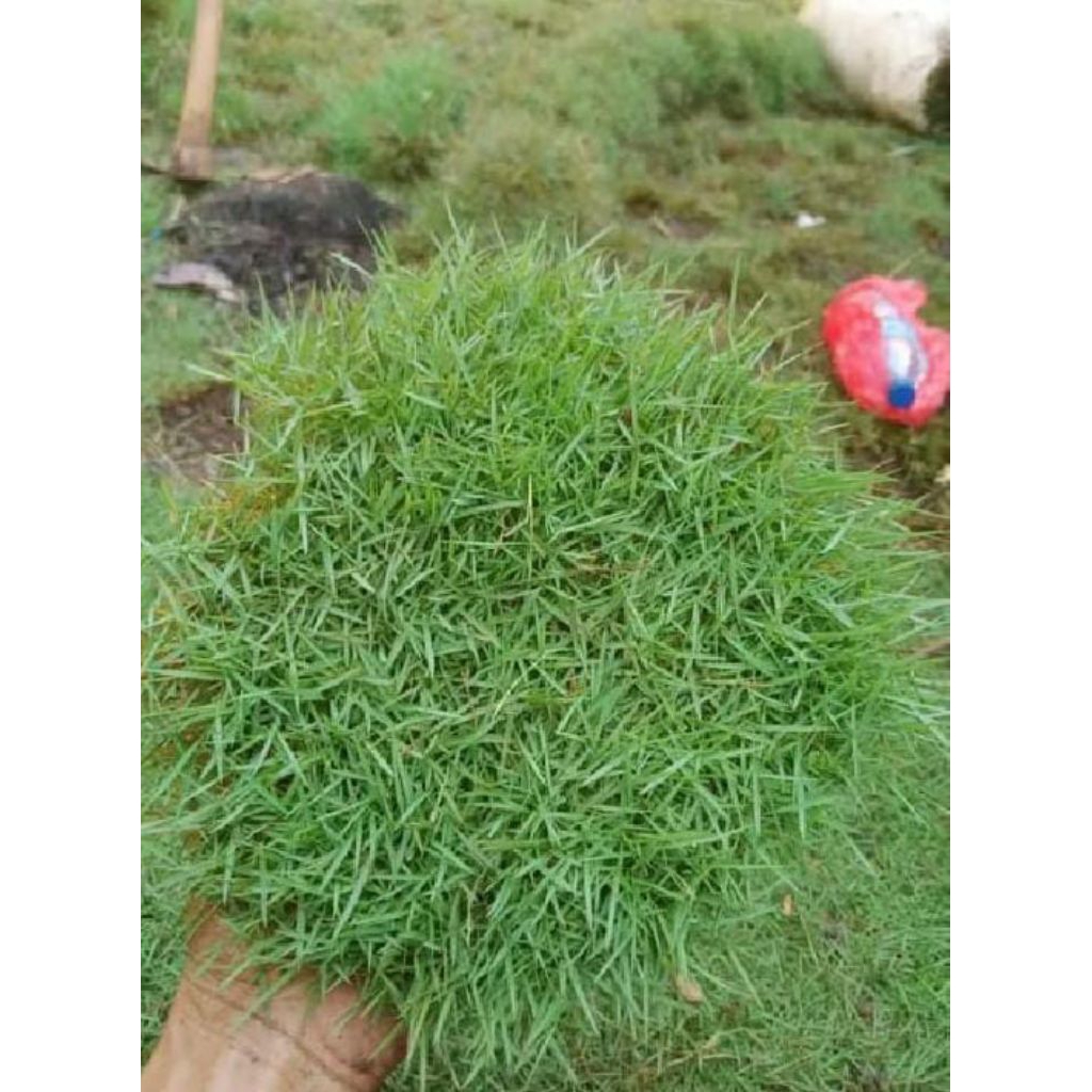 Jual rumput jepang atau peking UK 15x15 cm MURAH!! | Shopee Indonesia