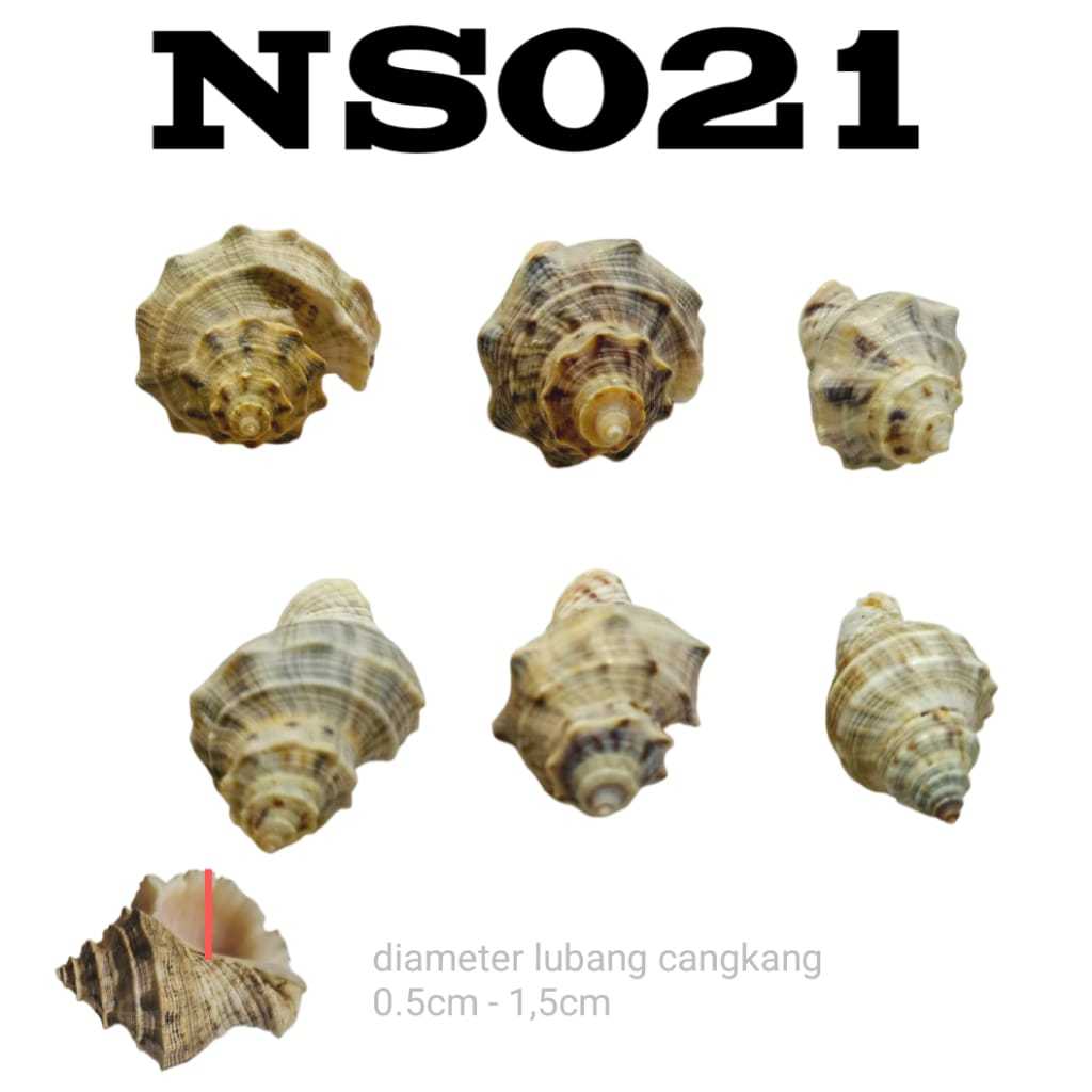 Jual NS021 CANGKANG KEONG RUMAH KELOMANG SHELL HERMIT CRAB UMANG POMPONGAN KUMANG MURAH | Shopee ...