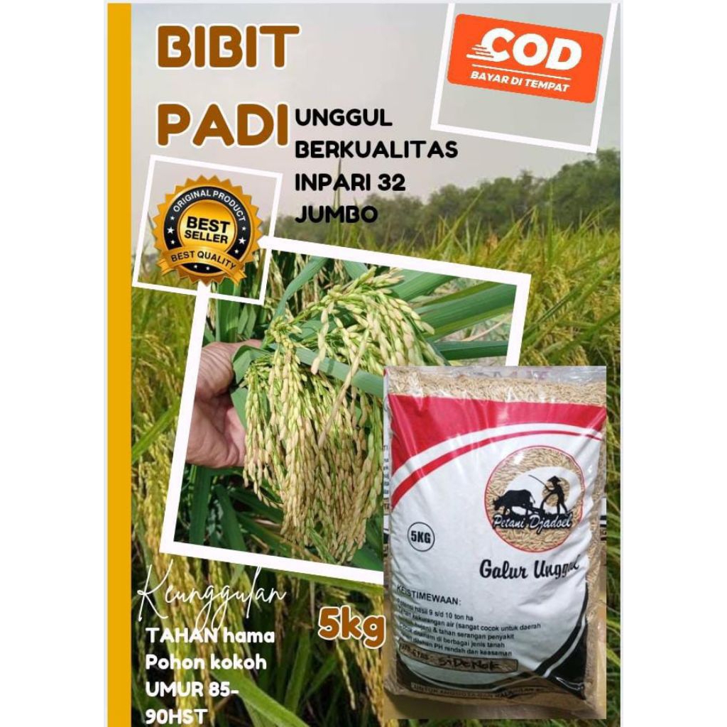 Jual BENIH PADI INPARI 32 JUMBO 5KG | Shopee Indonesia