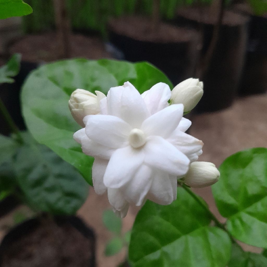 Jual Bibit melati tumpuk | Shopee Indonesia