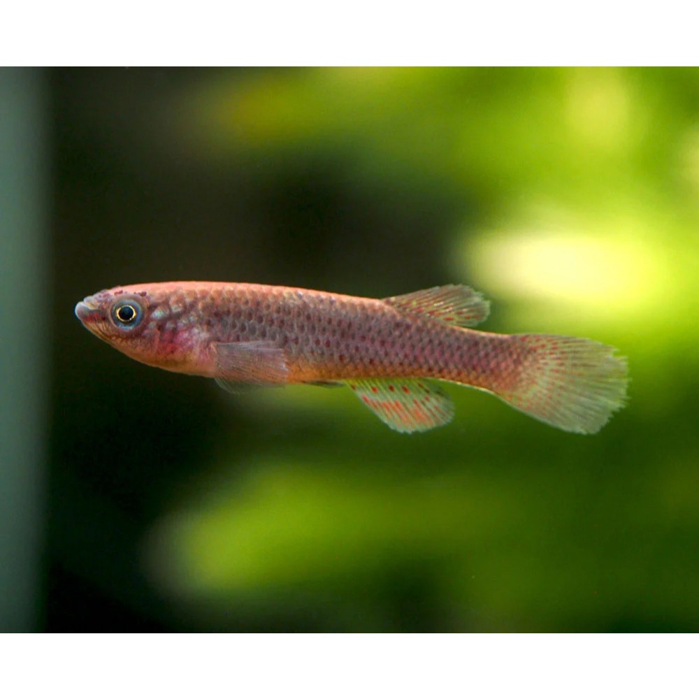 Jual Ornamental Gardneri Killifish (Female) | Shopee Indonesia