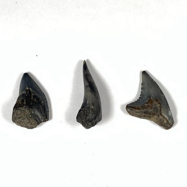 Jual Gigi Hiu fosil batu - Fosil Gigi Hiu - Shark Tooth | Shopee Indonesia