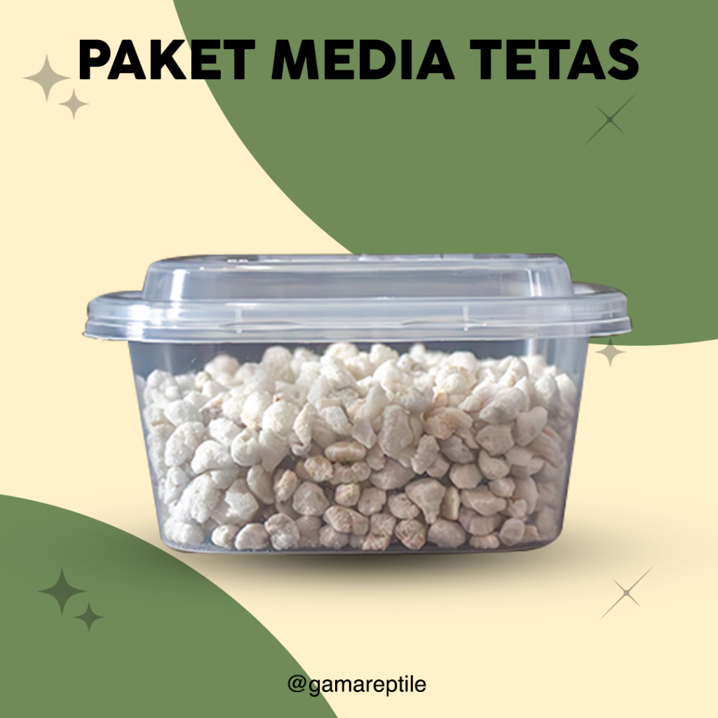 Jual PAKET MEDIA TETAS TELUR GECKO | GAMAREPTILE | Shopee Indonesia