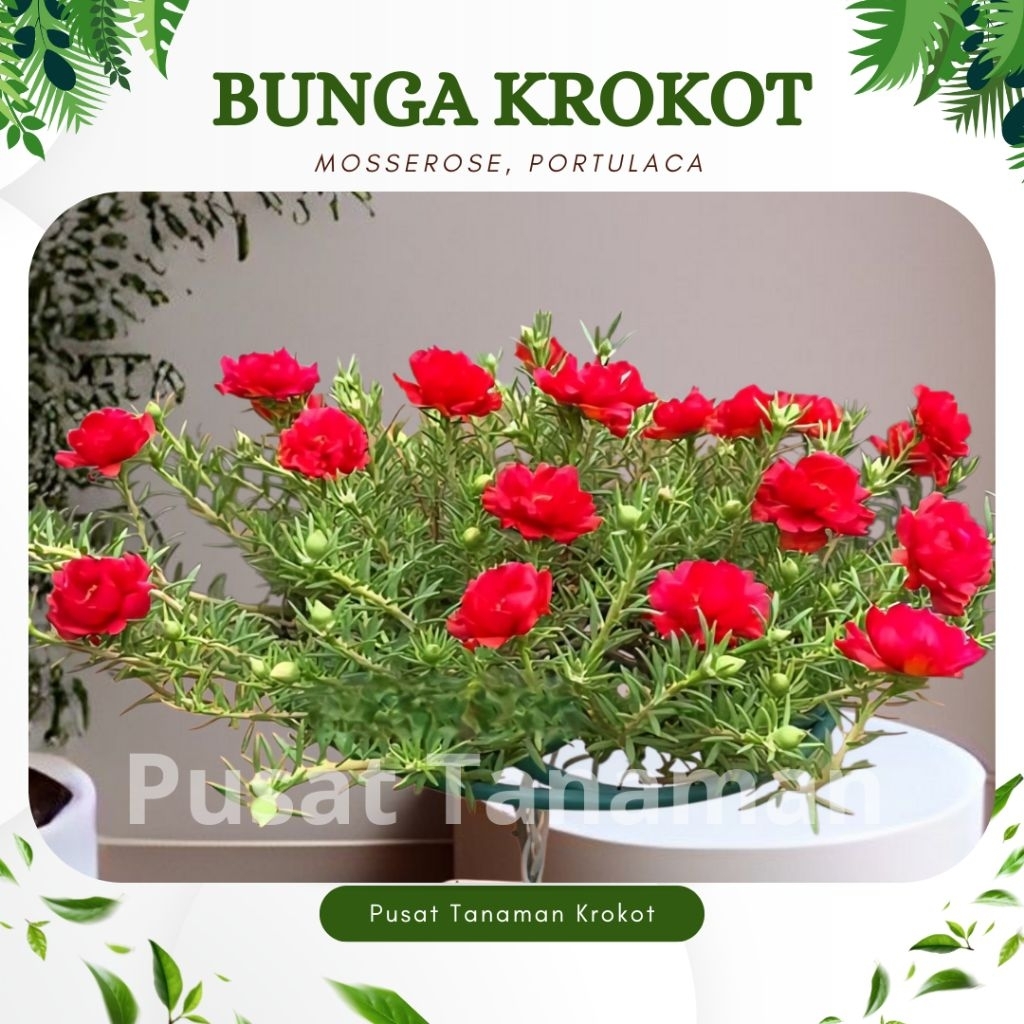 Jual Bunga Krokot Merah Mossrose Warna MERAH MARUN Chery Portulaca 10 ...