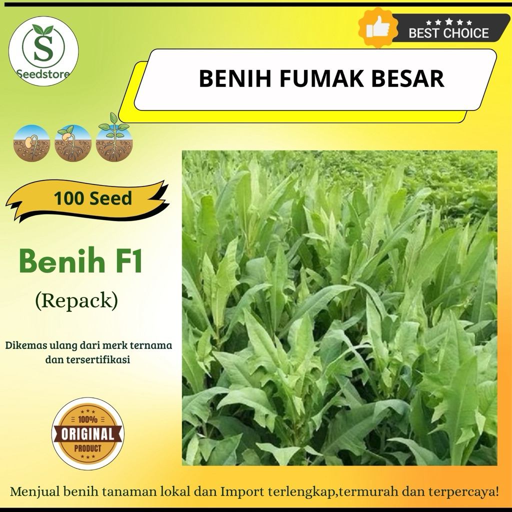 Jual 100 Biji Benih fumak daun besar | Shopee Indonesia