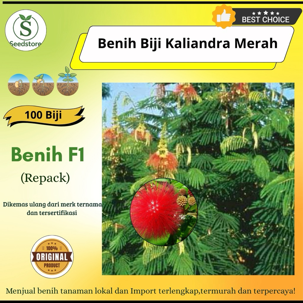 Jual 100 Benih kaliandra merah | Shopee Indonesia