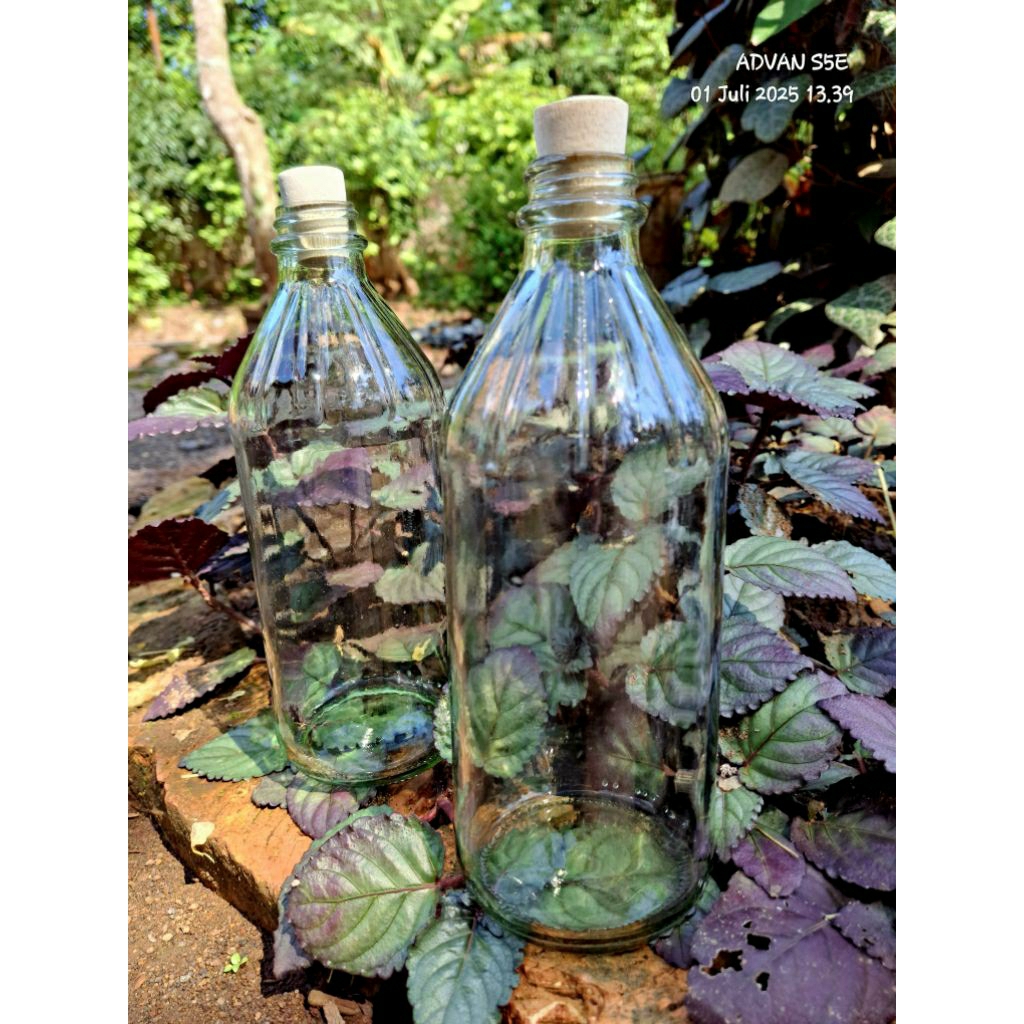 Jual botol kaca 500 ml tutup kayu botol kaca bening botol jamu botol ...