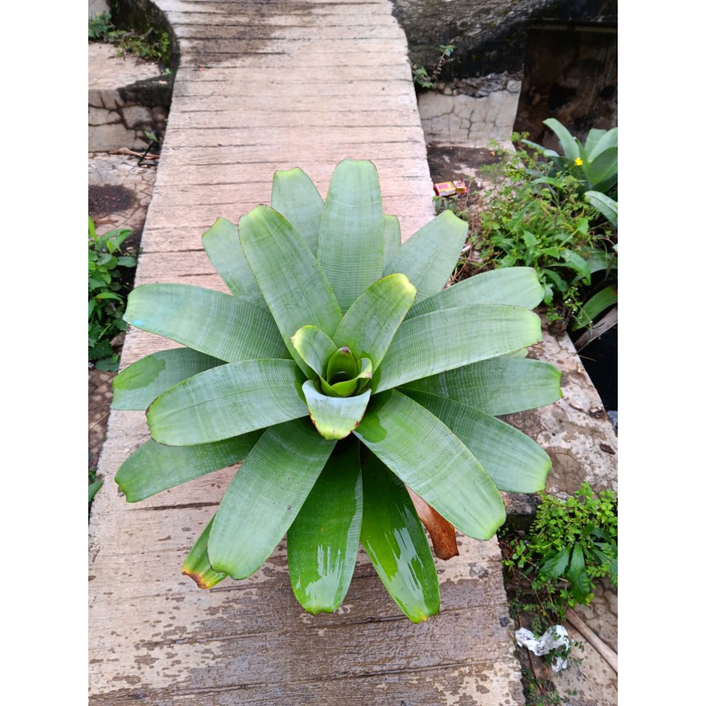 Jual Tanaman Hias Bromolia Giant Silver | Bromelia Giant Silver ...