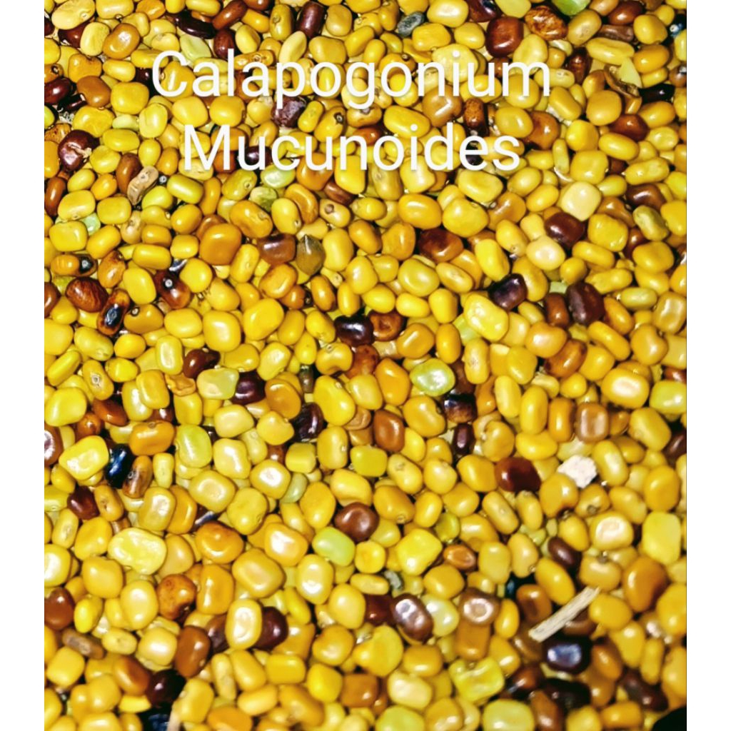 Jual KACANGAN CM BENIH CM BIBIT CM LCC CM 1 Kg 99% TUMBUH KACANGAN CM ...