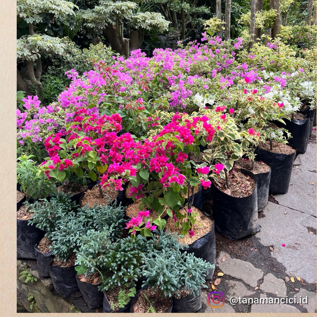 Jual tanaman hias bunga Bougenville daun hijau ada warna pink, pink tua ...