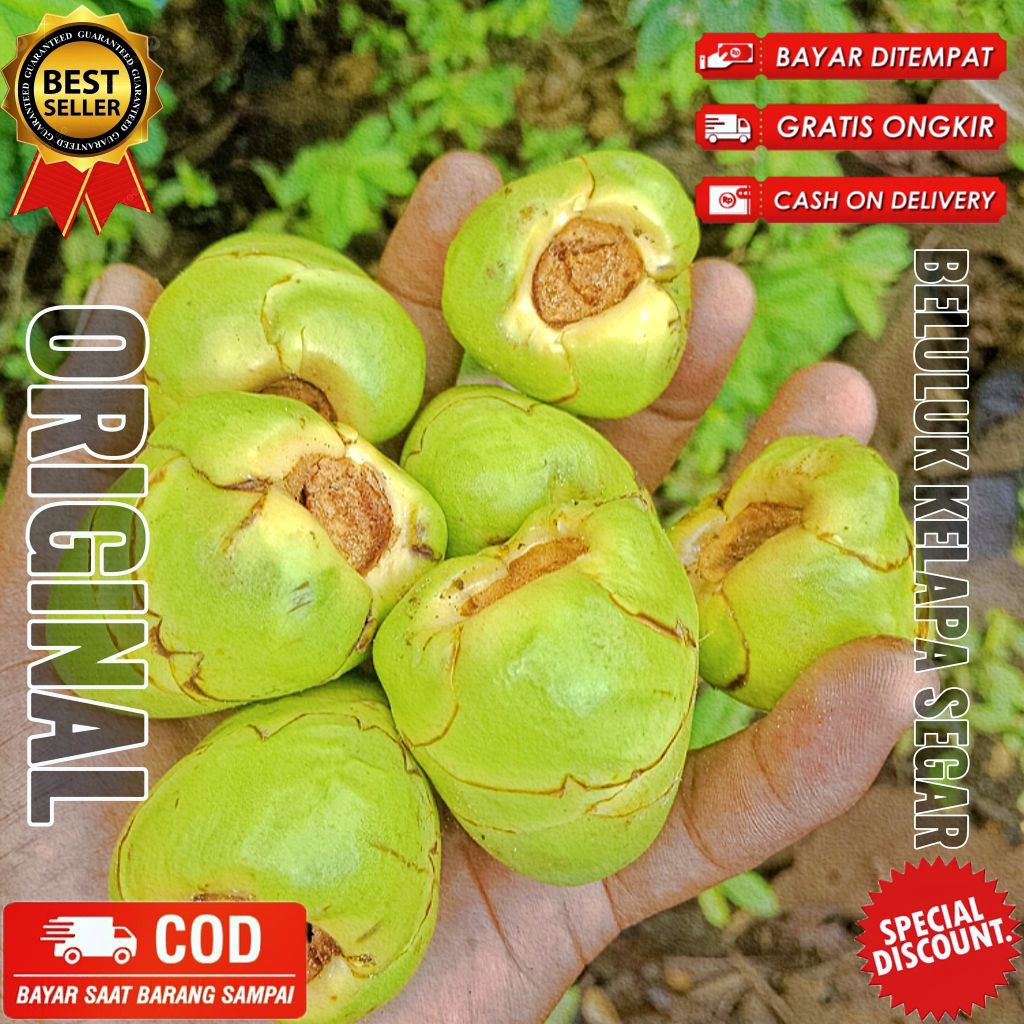 Jual Beluluk kelapa hijau 15 butir Beluluk kelapa gading 15 butir kecil ...