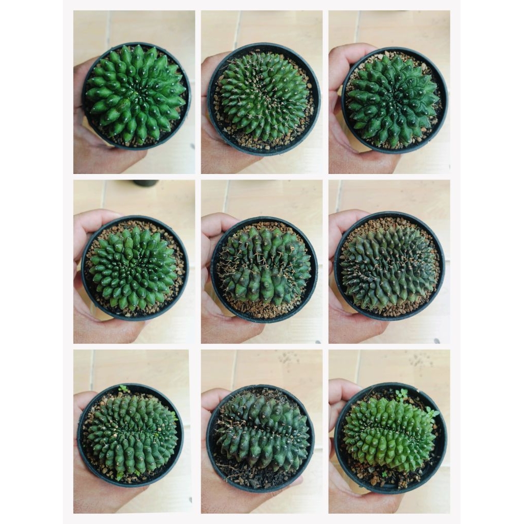 Jual kaktus gymno inermis crested/inermis cristata/kaktus ulat bulu ...