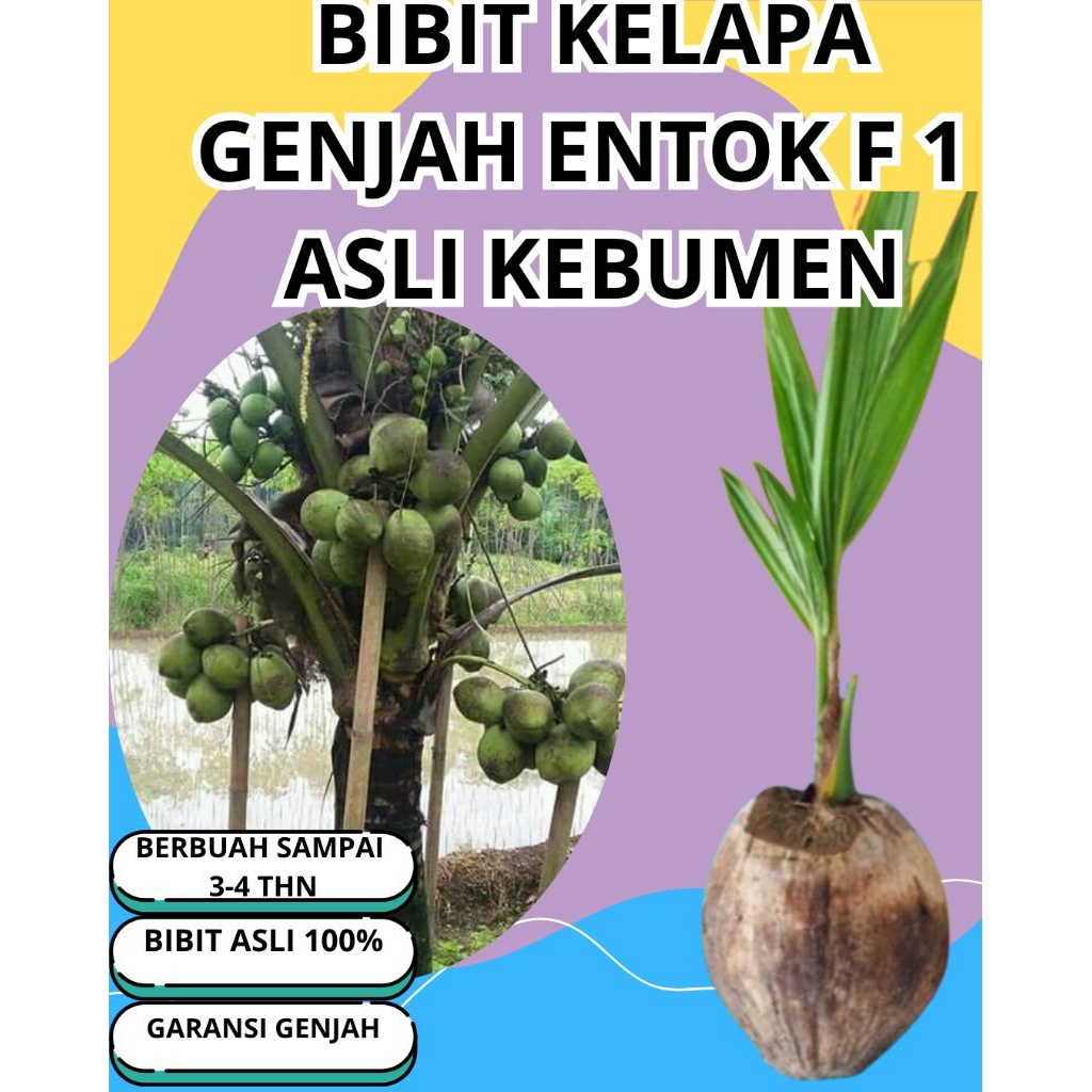 Jual DIJAMIN ASLI !! Bibit Buah Kelapa Genjah Hasil Melimpah F1, Bibit ...