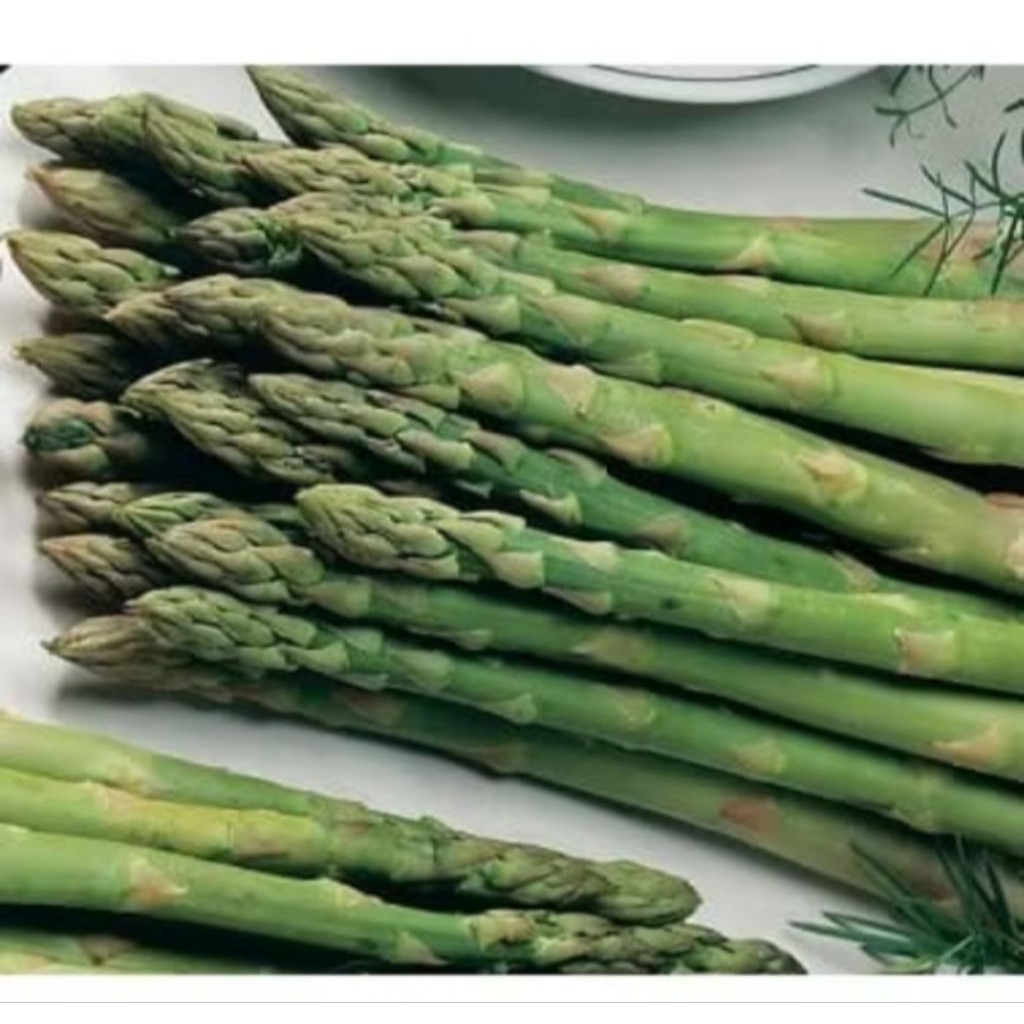 Jual 5 biji benih bibit Asparagus unggul | Shopee Indonesia
