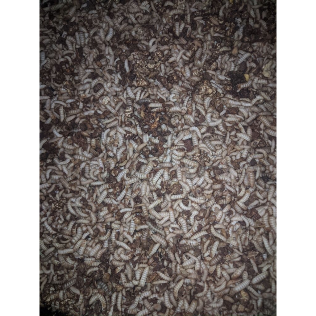 Jual Maggot BSF fresh kemasan 100 gram | Shopee Indonesia