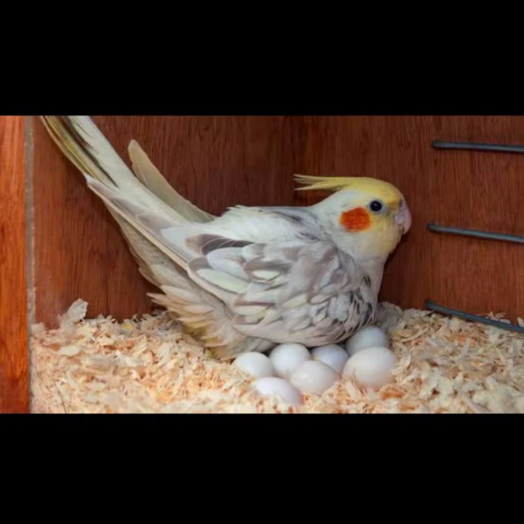 Jual promo telur fertil falk/parkit australia 100% garansi menetas ...
