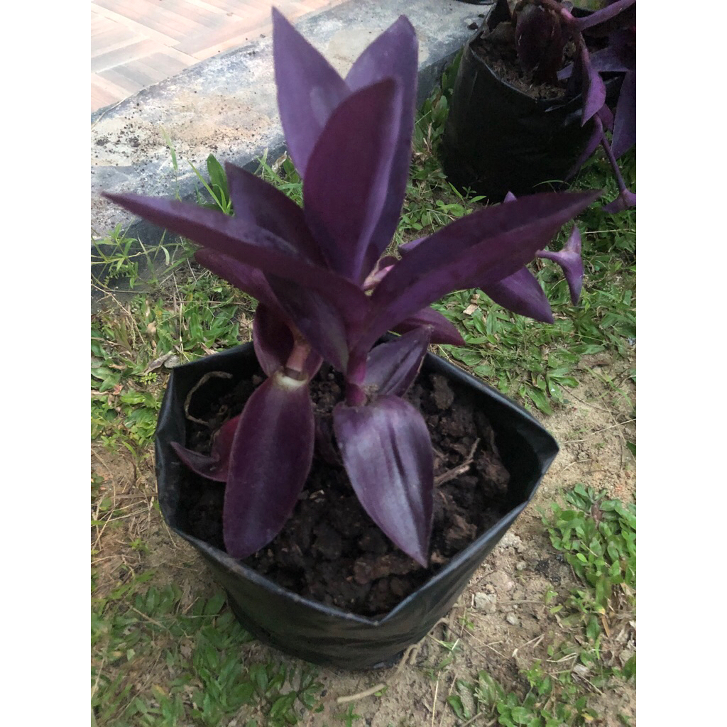 Jual Bibit Bunga Gantung Adam Hawa ungu | Shopee Indonesia
