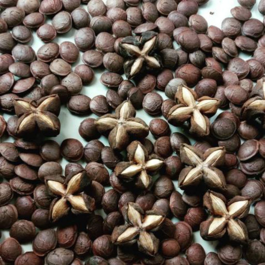 Jual BENIH BIJI KACANG SACHA INCHI ( ISI 10 BUTIR ) | Shopee Indonesia