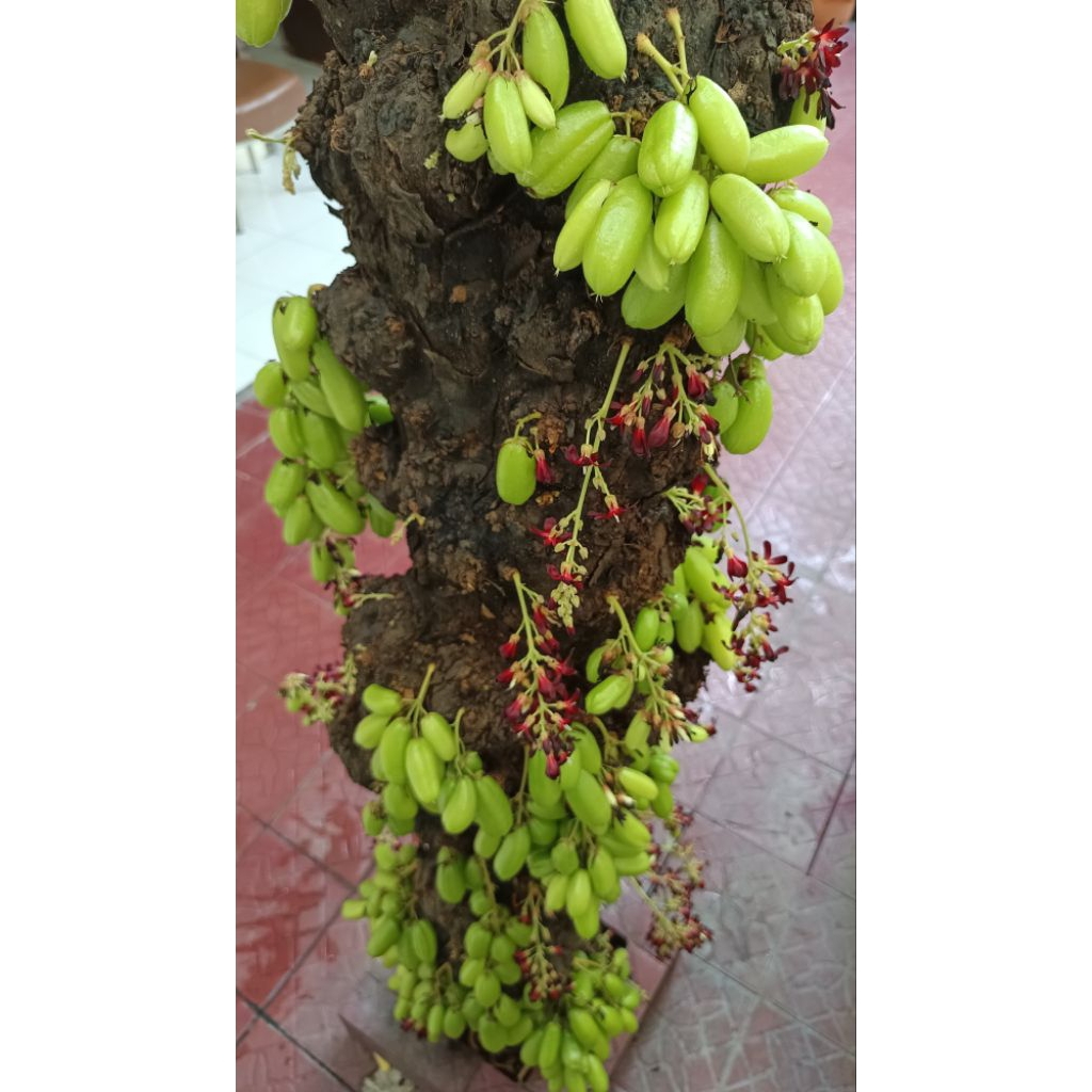 Jual Bunga Belimbing Wuluh Terlengkap & Harga Terbaru Juni 2026 ...
